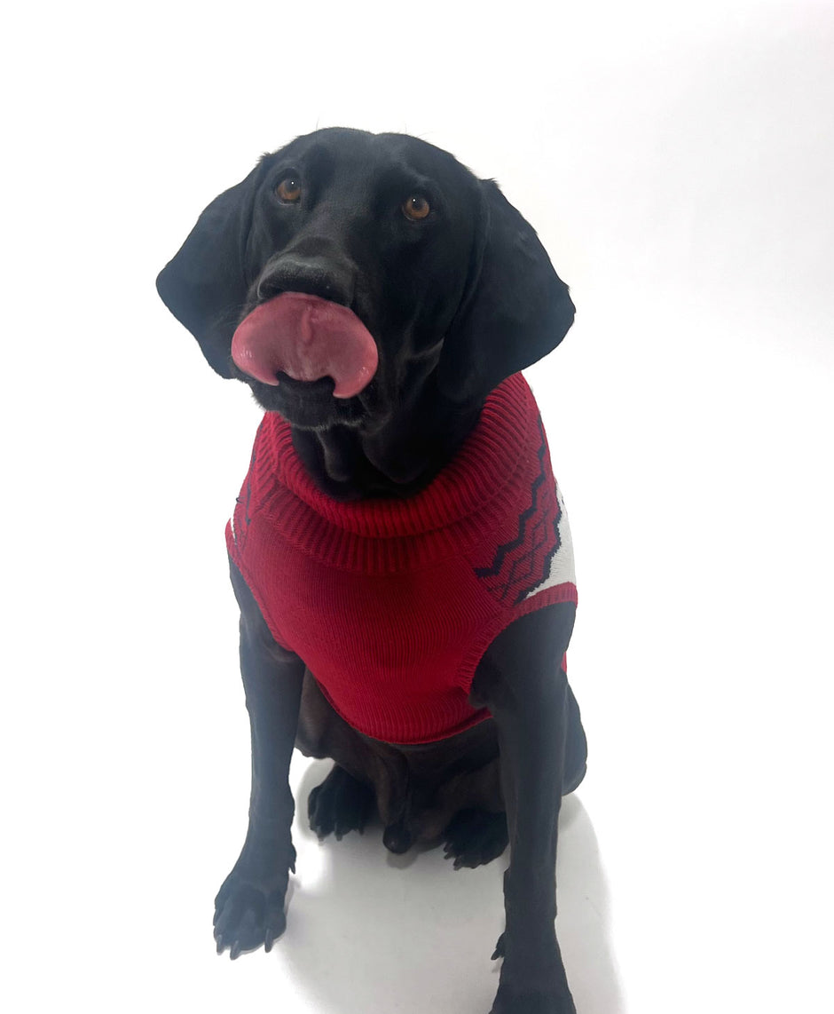 The Black Dog | Dog Products | Shop for Your Dog